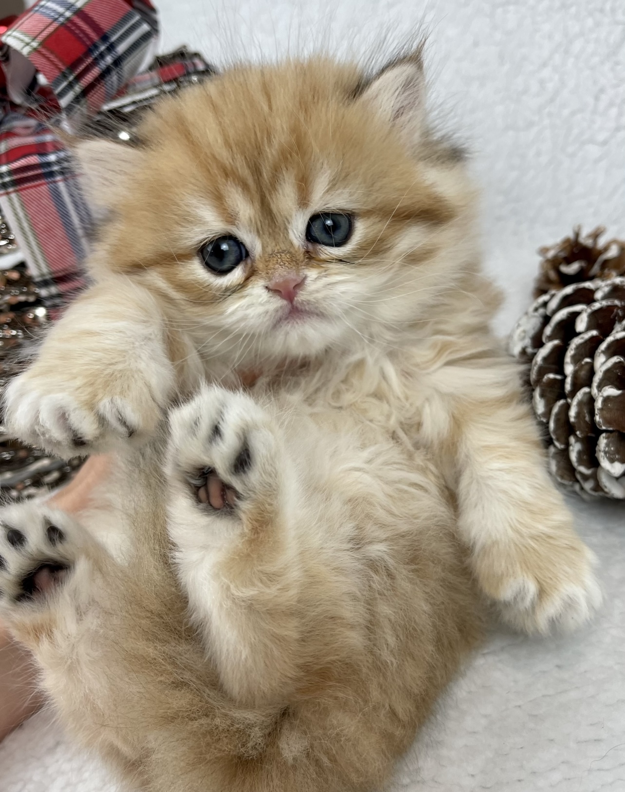 Available Kittens - LUX Paw Cattery BritishShorthair / BritishLonghair